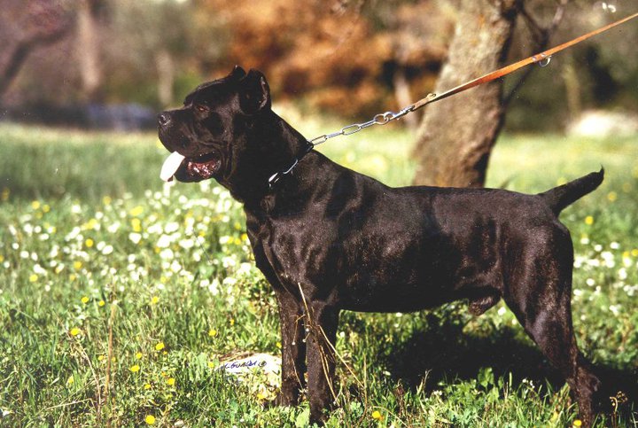 Il Cane Corso di Puglia - Monopoli Tre Rose