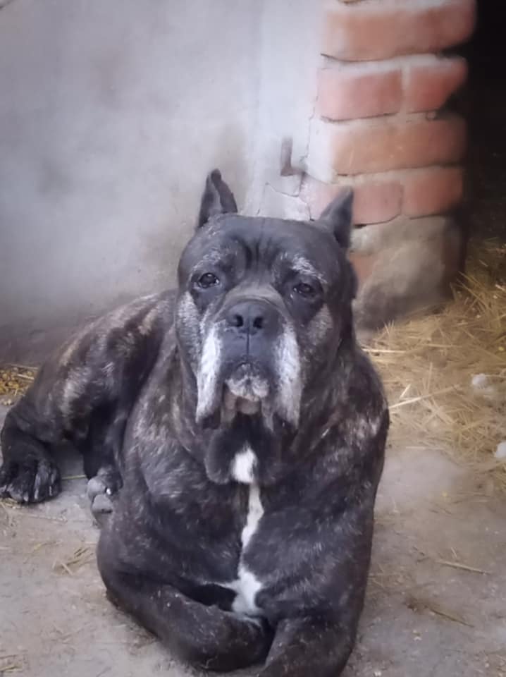 Il Cane Corso di Puglia - Monopoli Tre Rose