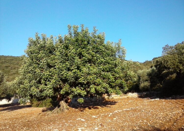 Il carrubo. La riscoperta di una pianta e dei suoi preziosi prodotti ...