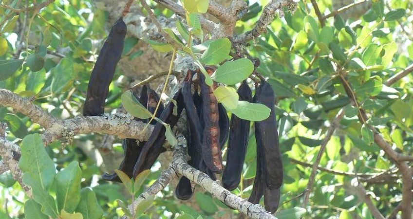 Il carrubo. La riscoperta di una pianta e dei suoi preziosi prodotti ...